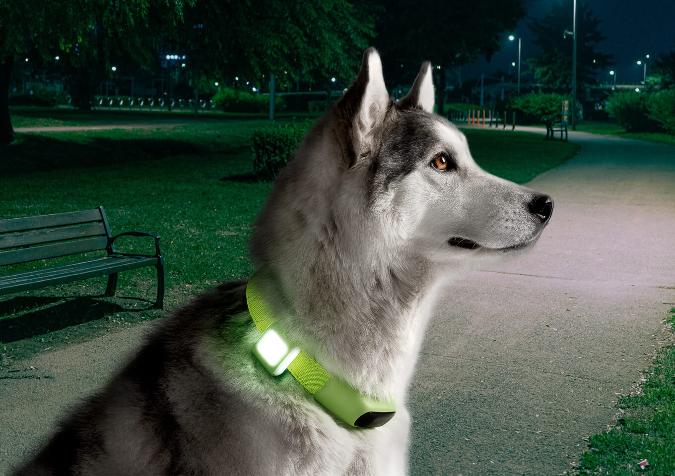 LED Flashlight for Dog Collar | Bright & Durable Light Accessory ...