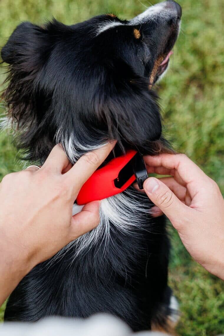 Dog GPS & Activity Tracker | Health Monitoring | Averia Smart Collar