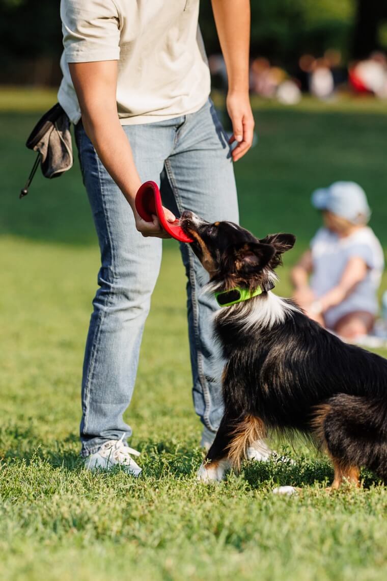Dog GPS & Activity Tracker | Health Monitoring | Averia Smart Collar