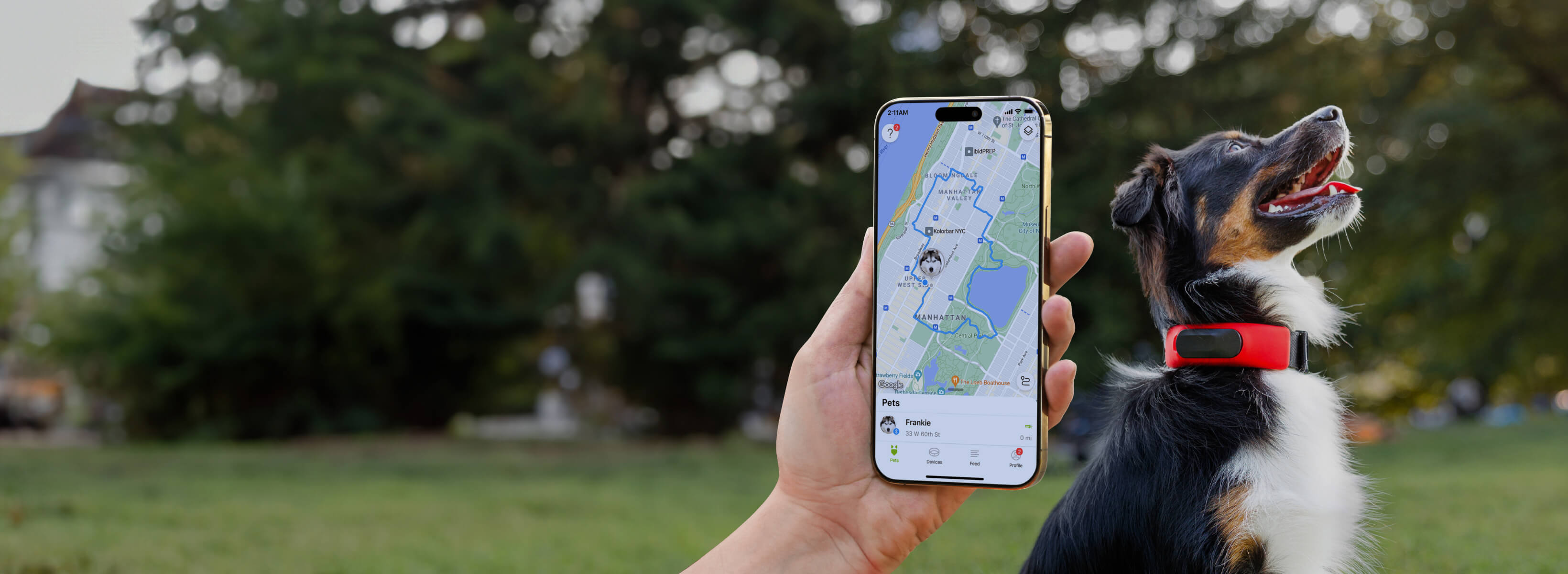 Dog GPS & Activity Tracker | Health Monitoring | Averia Smart Collar